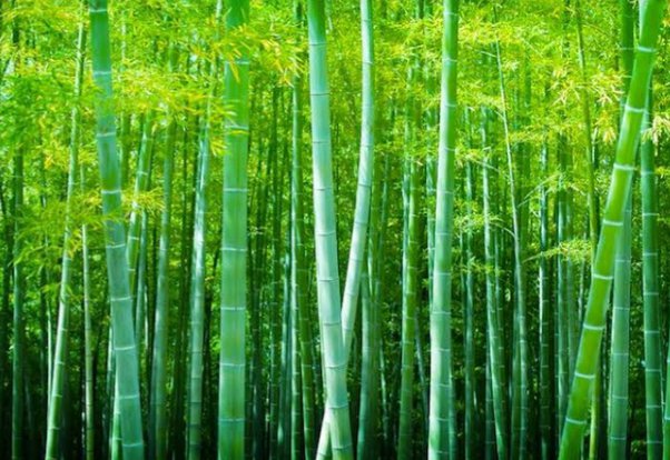 Bambu Etkisi: Marmara Kredi Döngüleri, Marmara Zincirinde Nasıl Hızla